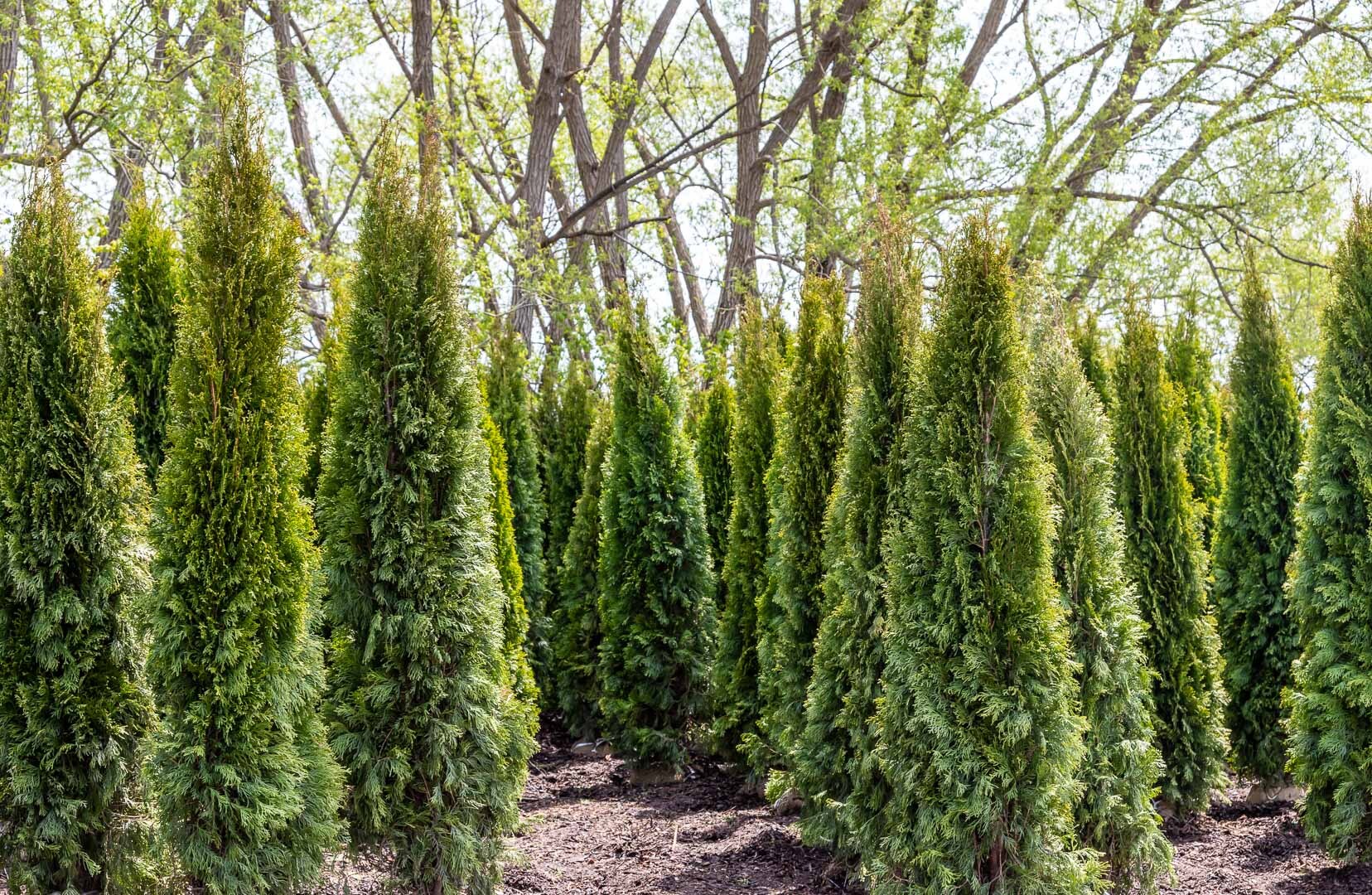 Evergreen Trees For Sale Ontario Archives Dutchmaster Nurseries Ltd evergreen-trees-for-sale-ontario-archives-dutchmaster-nurseries-ltd